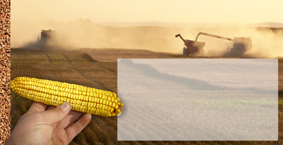 Custom Combining | Gallagher's Precision Harvesting & Trucking